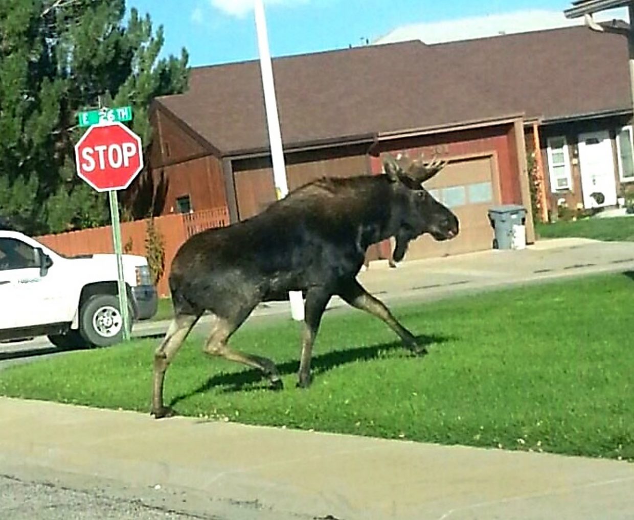 Moose makes his way through North Rifle | PostIndependent.com